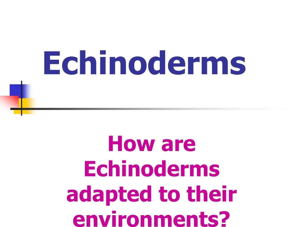 PPT - Echinoderms: Adaptations & Characteristics in Marine Environments ...