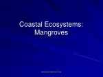 PPT - Mangroves PowerPoint Presentation, free download - ID:9478331