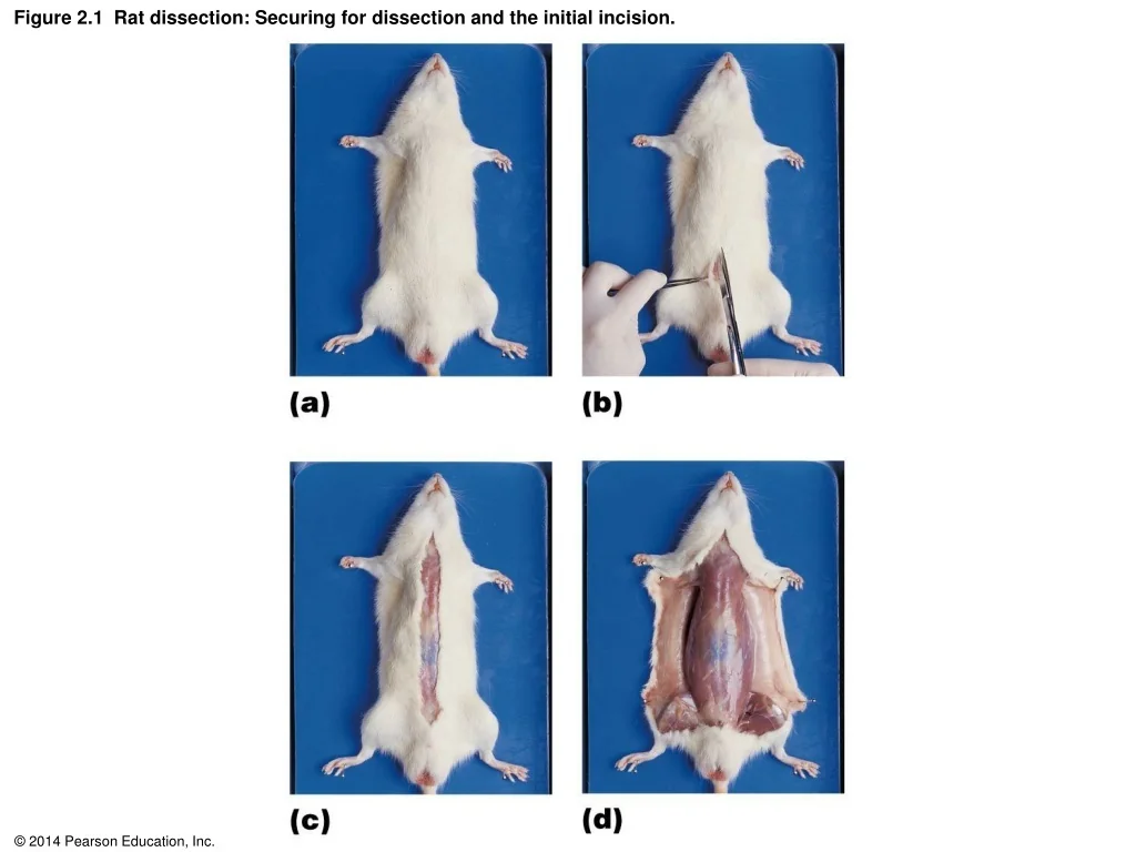 PPT - Figure 2.1 Rat dissection: Securing for dissection and the ...