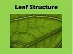 PPT - Structure of a Leaf and Pigments PowerPoint Presentation, free ...
