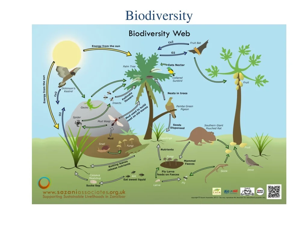 PPT - Biodiversity PowerPoint Presentation, free download - ID:9494110