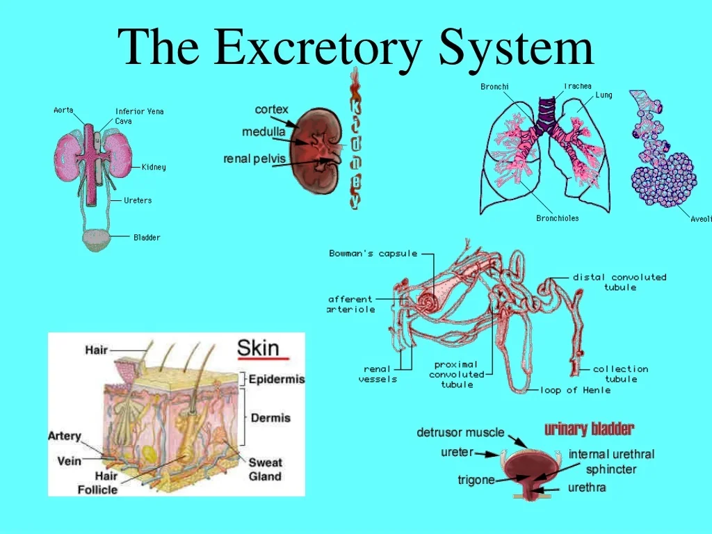 PPT - The Excretory System: Kidneys, Skin, and Lungs PowerPoint ...