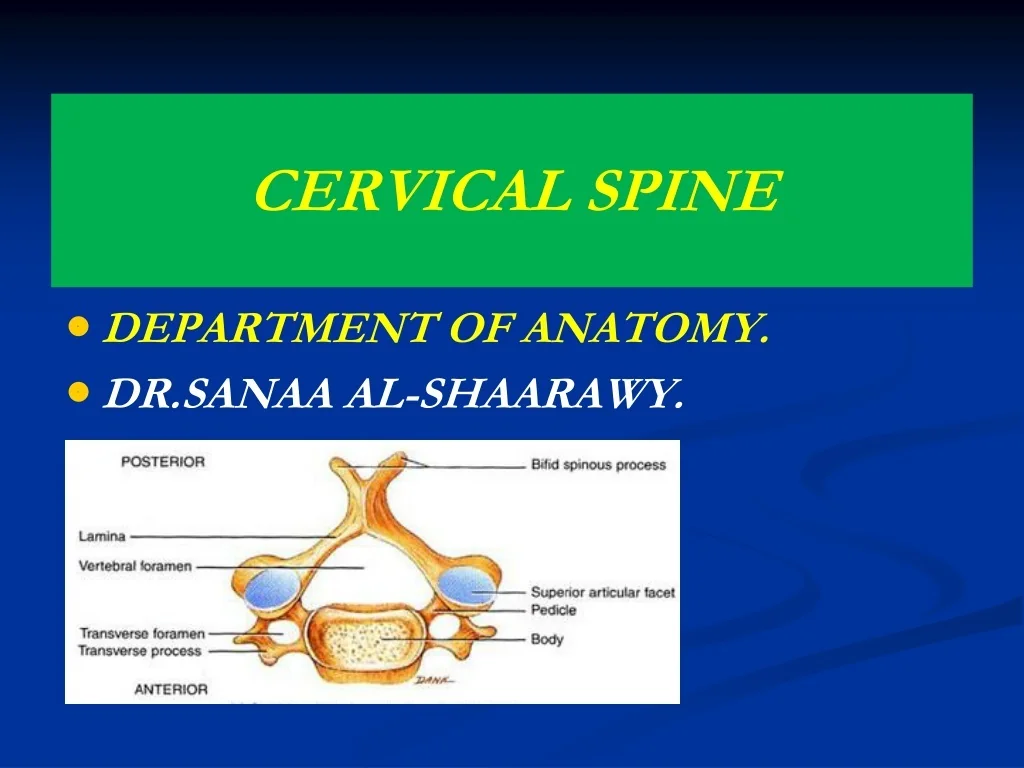PPT - CERVICAL SPINE PowerPoint Presentation, free download - ID:9496483