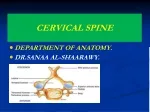 PPT - Anatomy of the Cervical Spine PowerPoint Presentation, free ...
