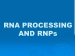 PPT - RNA PROCESSING EUKARYOTES PowerPoint Presentation, free download ...