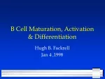 PPT - Normal Cell Maturation PowerPoint Presentation, free download ...