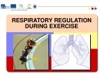 PPT - Respiration During Exercise PowerPoint Presentation, free ...