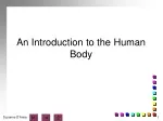 PPT - Chapter 1 An Introduction to the Human Body PowerPoint ...