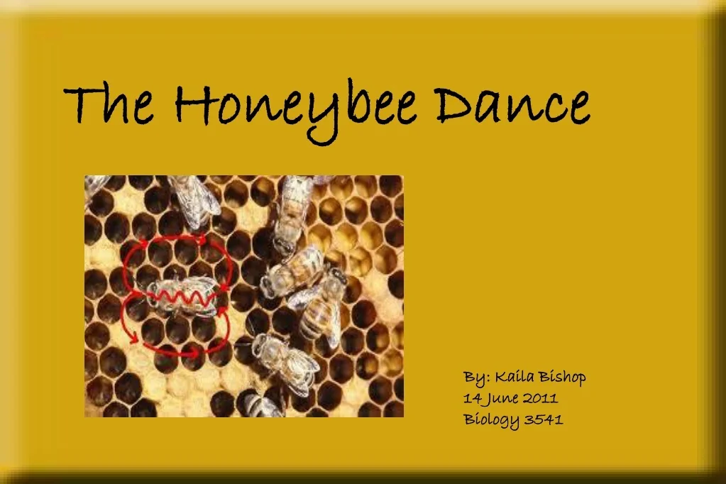 PPT - The Fascinating Honeybee Dance: Communication and Coordination in ...