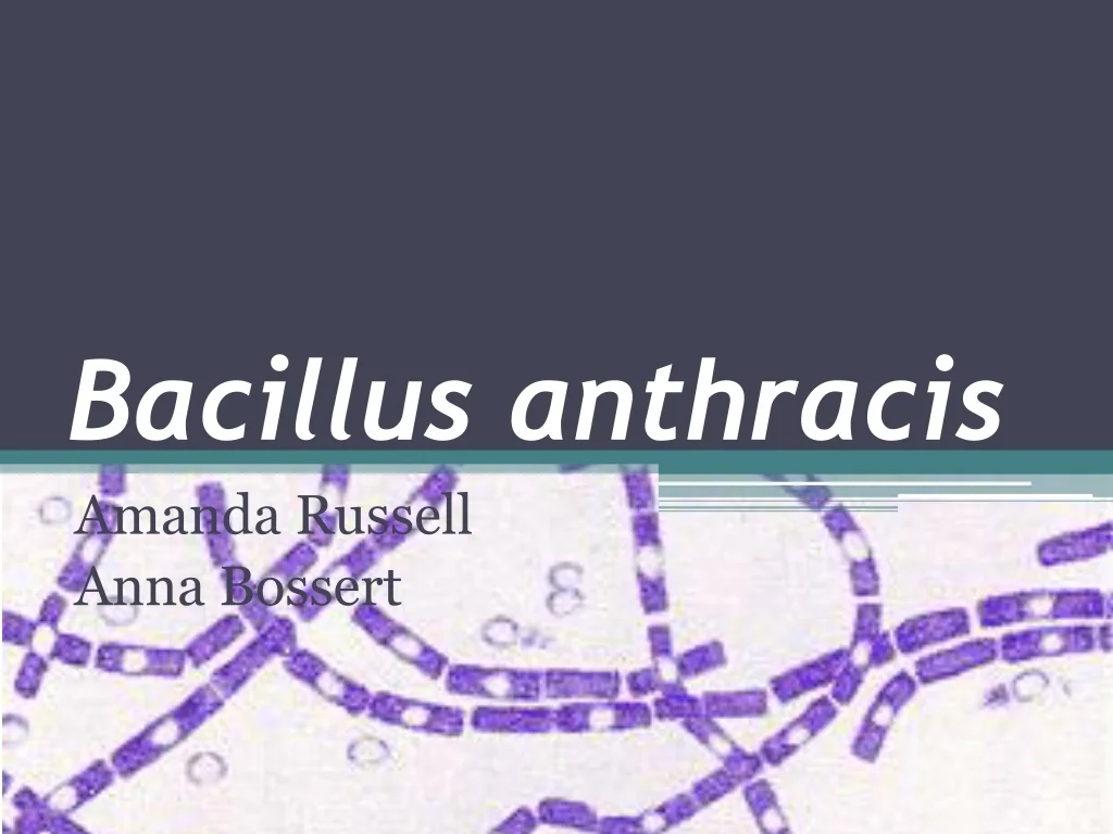PPT - Bacillus anthracis: Infection, Symptoms, and Transmission ...