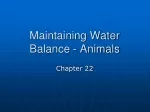 PPT - Water Balance in Animals PowerPoint Presentation, free download ...