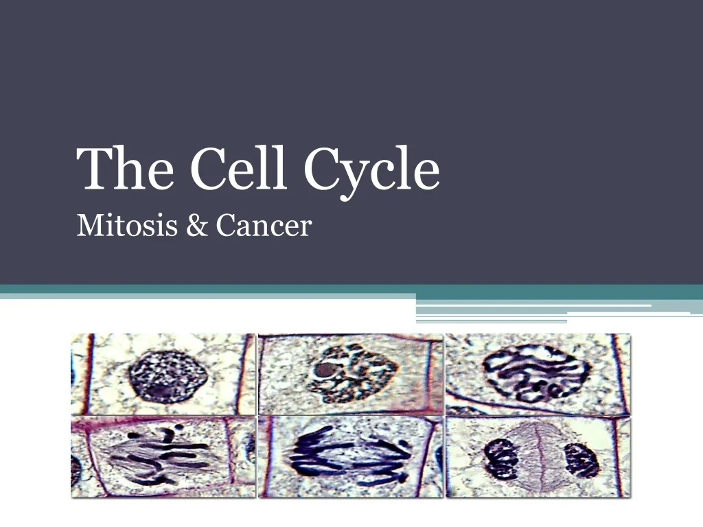PPT - The Cell Cycle Mitosis & Cancer PowerPoint Presentation, free ...