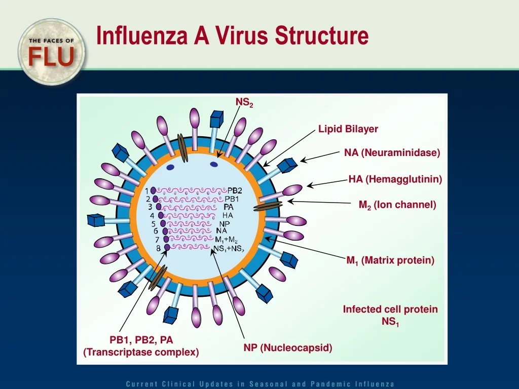 PPT - Influenza A Virus Structure and Pandemic History PowerPoint ...