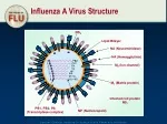 PPT - Influenza A Virus Structure PowerPoint Presentation, free ...