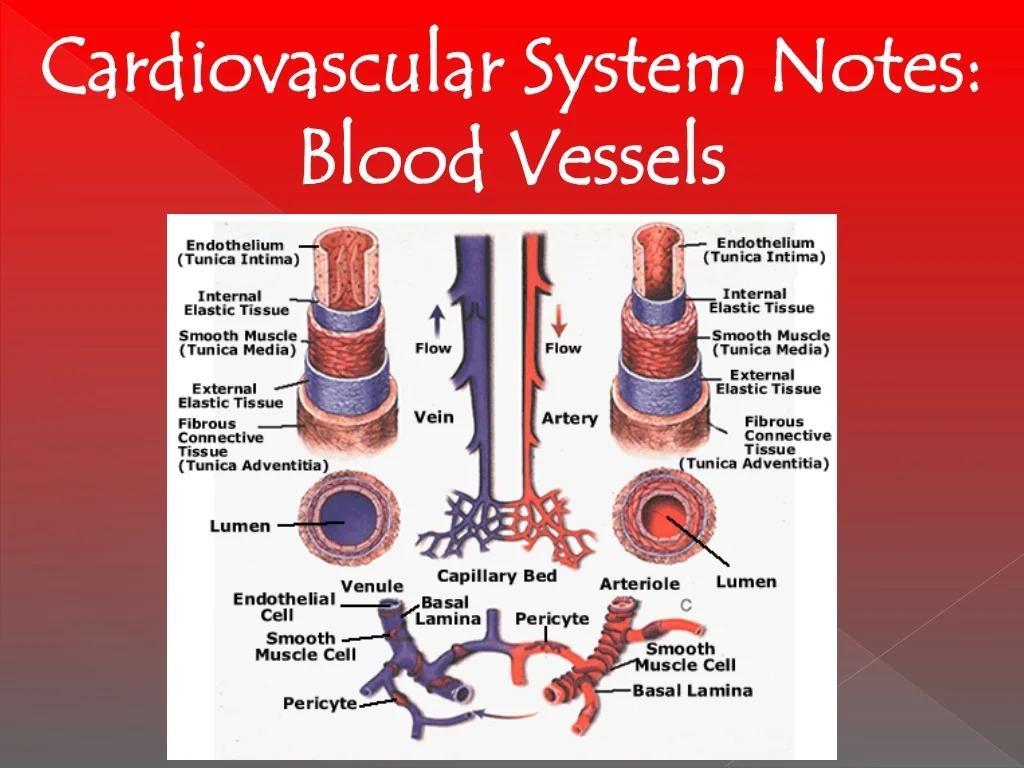 PPT - Fascinating Cardiovascular System Facts: Blood Vessels and More ...