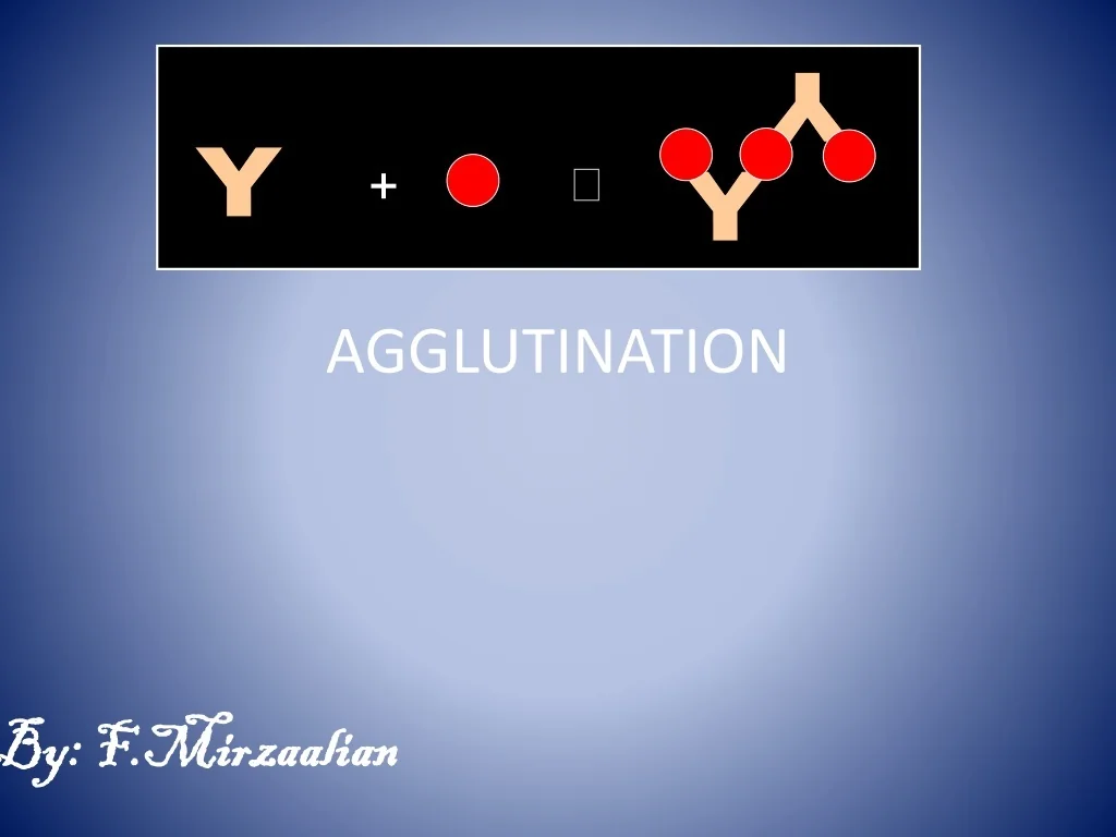 PPT - AGGLUTINATION PowerPoint Presentation, free download - ID:9510909