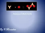 PPT - Sensitization and Agglutination PowerPoint Presentation, free ...