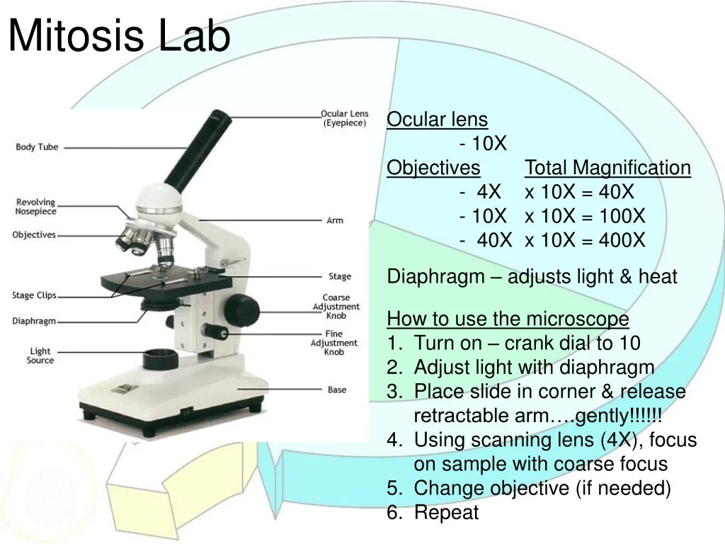 PPT - Mitosis Lab PowerPoint Presentation, free download - ID:9512341