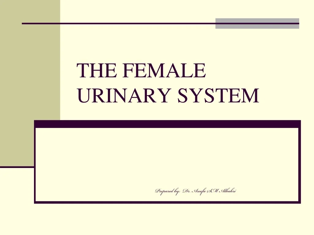 PPT - Female Urinary System: Essential Functions and Structures ...