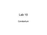 PPT - Lab 10- Colony isolation PowerPoint Presentation, free download ...