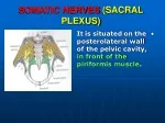 PPT - Lumbar and sacral plexuses PowerPoint Presentation, free download ...