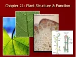PPT - Chapter 22 Plant Structure and Function PowerPoint Presentation ...