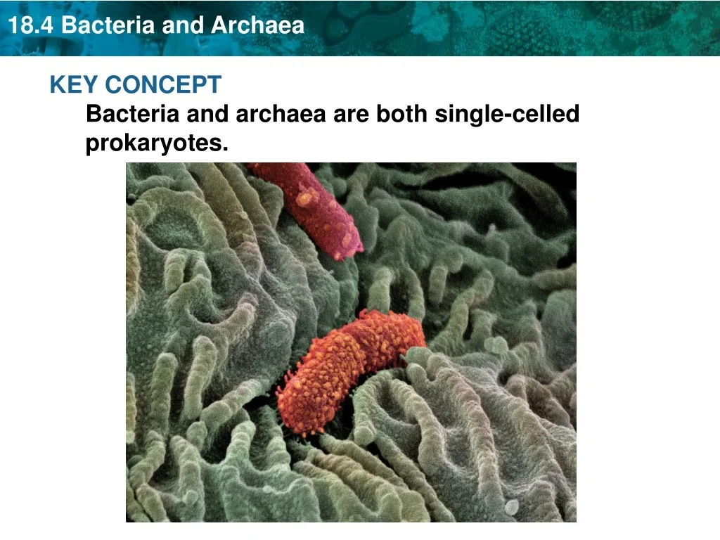 PPT - Comparative Analysis of Bacteria and Archaea: Structure and ...