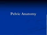 PPT - Pelvic Anatomy from a Laparoscopic Perspective PowerPoint ...