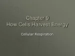 PPT - Chapter 6 How Cells Harvest Chemical Energy PowerPoint ...