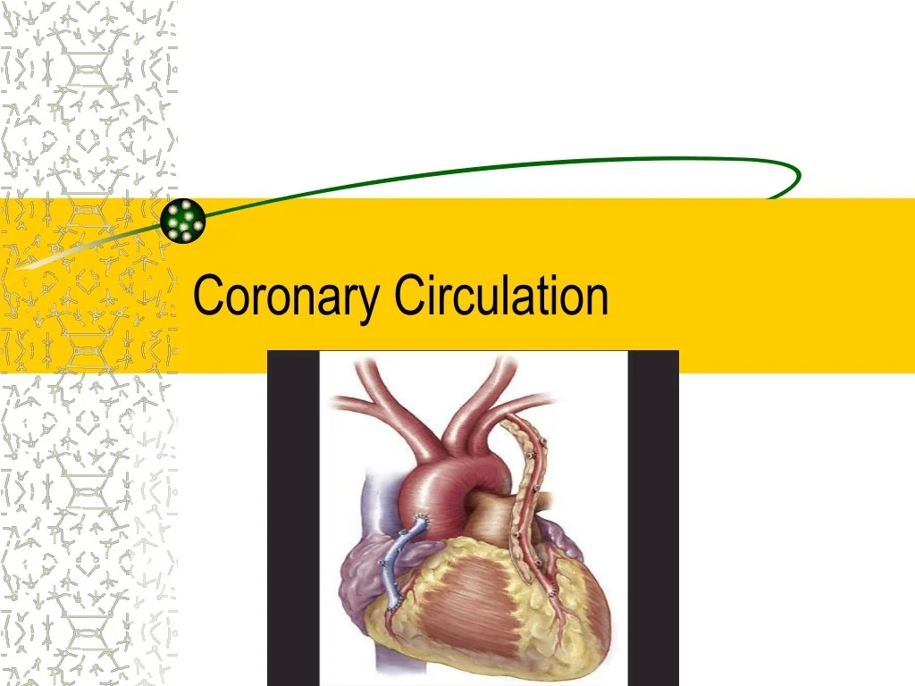 PPT - Coronary Arteries and Circulation PowerPoint Presentation, free ...