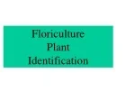 PPT - Plant Identification PowerPoint Presentation, free download - ID ...