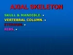 PPT - Axial Skeleton PowerPoint Presentation, free download - ID:1828799