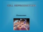 PPT - Cell Reproduction PowerPoint Presentation, free download - ID:853379