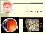 PPT - The Sense Organs PowerPoint Presentation, free download - ID:9221709