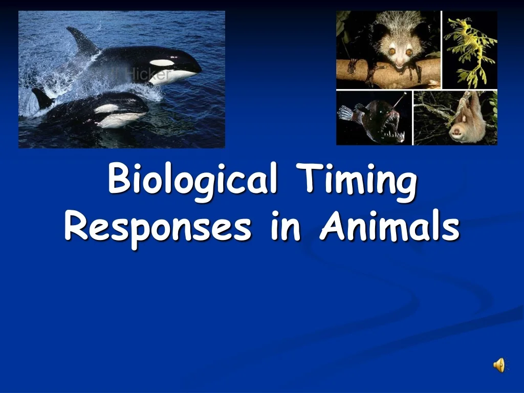 PPT - Biological Clocks and Circadian Rhythms in Animals and Humans ...