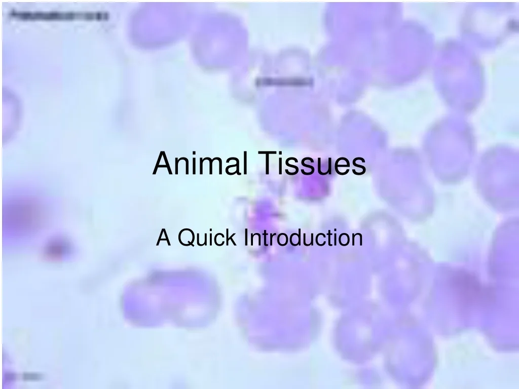 PPT - Introduction to Animal Tissues: Types & Functions PowerPoint ...