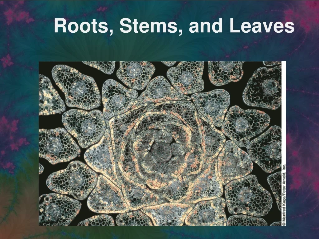 PPT - Plant Organ Systems: Roots, Stems, and Leaves PowerPoint ...