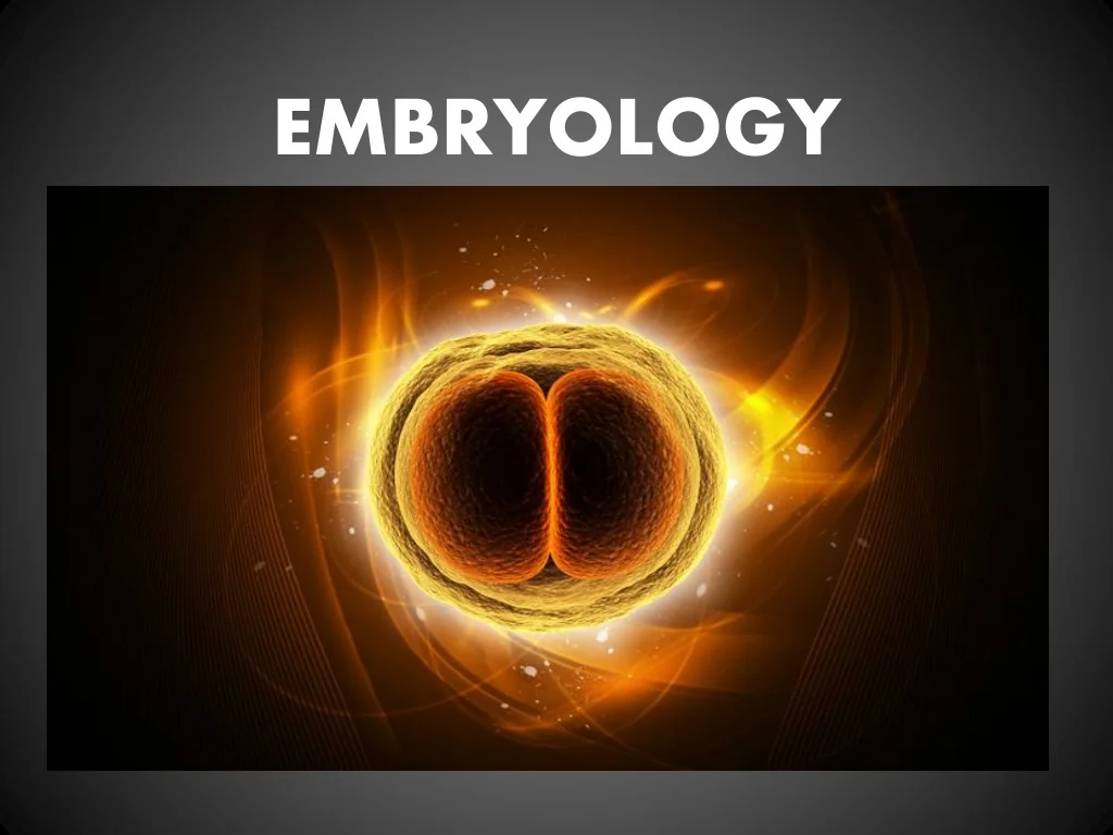 PPT - EMBRYOLOGY PowerPoint Presentation, free download - ID:9544936