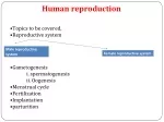 PPT - Human reproduction PowerPoint Presentation, free download - ID ...