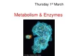 PPT - Enzymes and Metabolism PowerPoint Presentation, free download ...