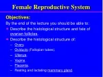 PPT - Female Reproductive System PowerPoint Presentation, free download ...