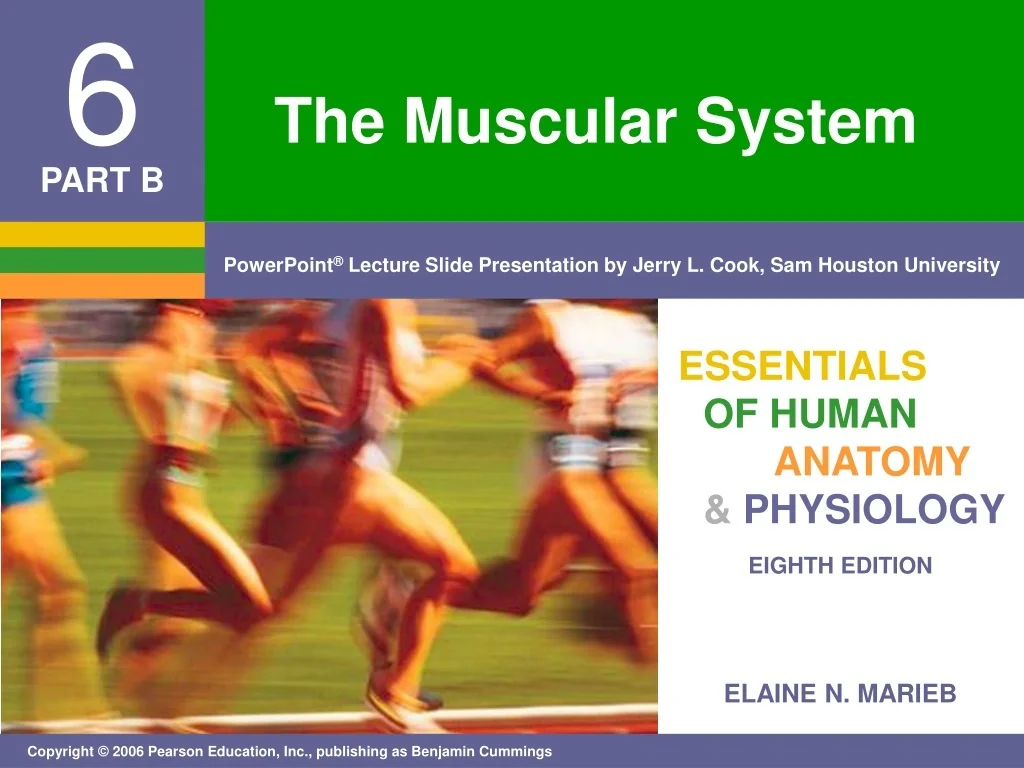 PPT - The Muscular System PowerPoint Presentation, free download - ID ...