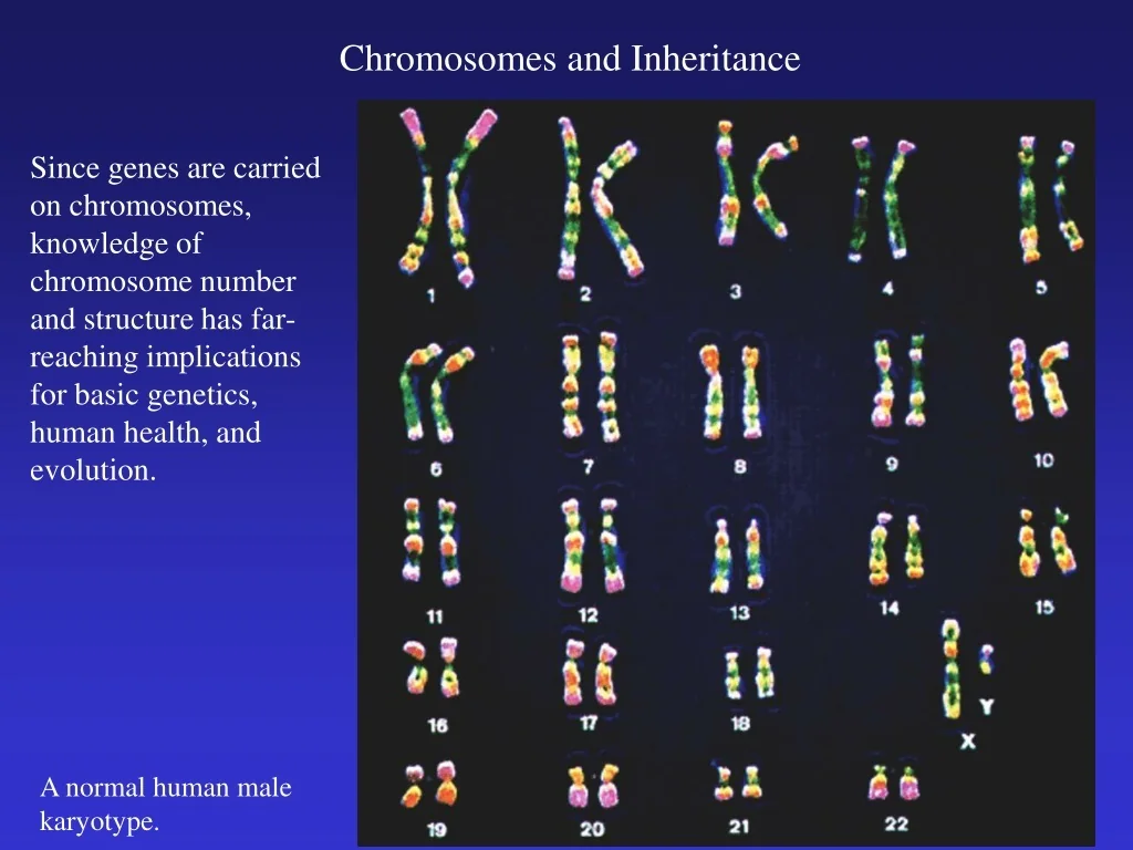 PPT - Chromosomes and Inheritance: Key Concepts and Implications ...