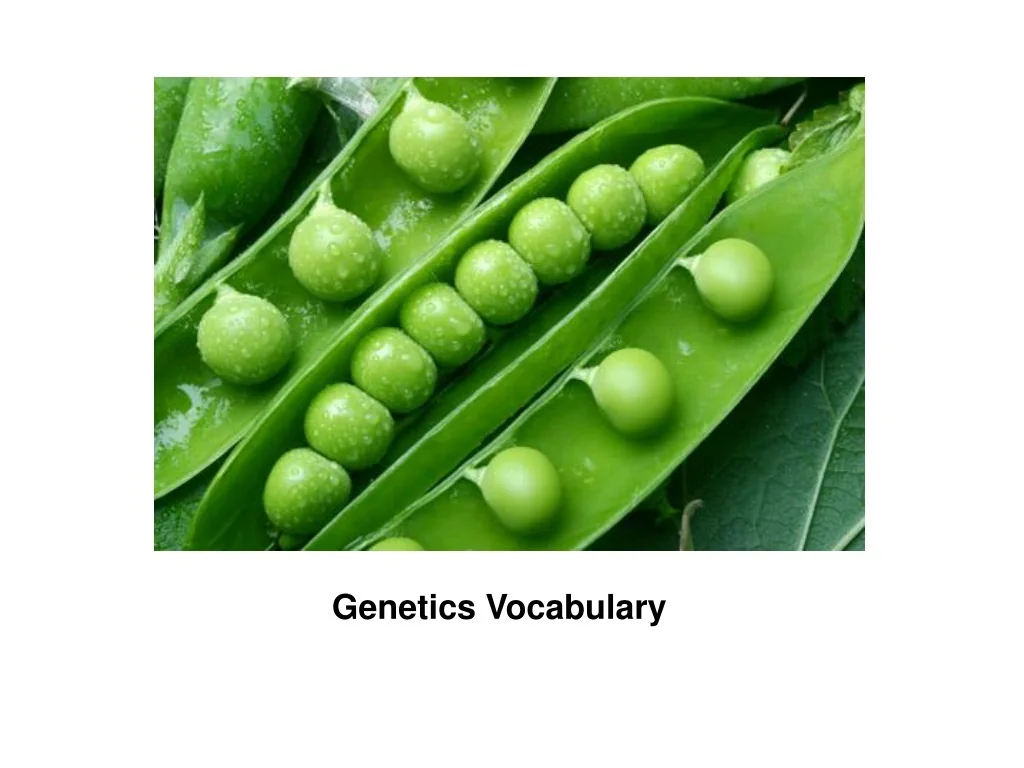 PPT - Mendelian Genetics: Exploring Inheritance and Traits PowerPoint ...