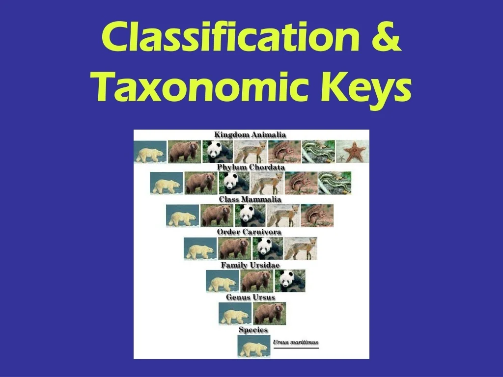 PPT - Classification & Taxonomic Keys PowerPoint Presentation, free ...