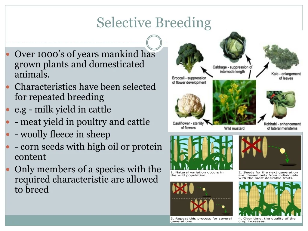 PPT - Genetic Engineering vs Selective Breeding: Advancements in ...