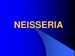 PPT - Neisseria PowerPoint Presentation, free download - ID:1272144