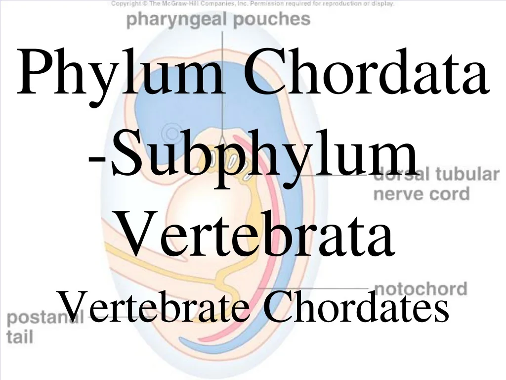 PPT - Phylum Chordata -Subphylum Vertebrata PowerPoint Presentation ...