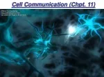 PPT - Chapter 11: Cell Communication PowerPoint Presentation, free ...