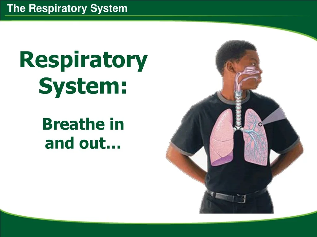 PPT - All About Respiratory System: Breathe In and Out PowerPoint ...